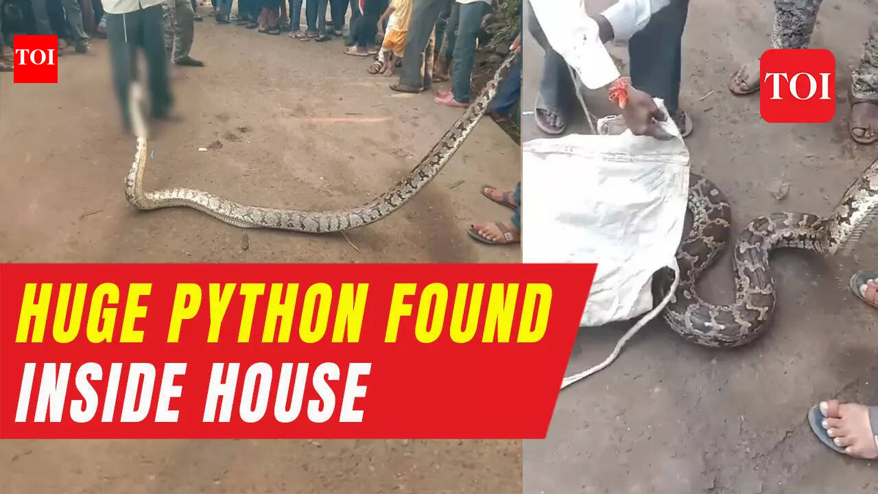 10-ft long python rescued by forest officials in MP's Burhanpur