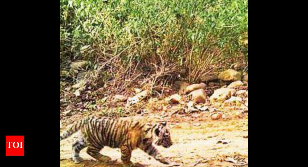 Two male tiger cubs missing from Sariska for two weeks | Jaipur News ...