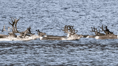 Crossing glaciers and fjords: Norwegian reindeer migrate for winter ...