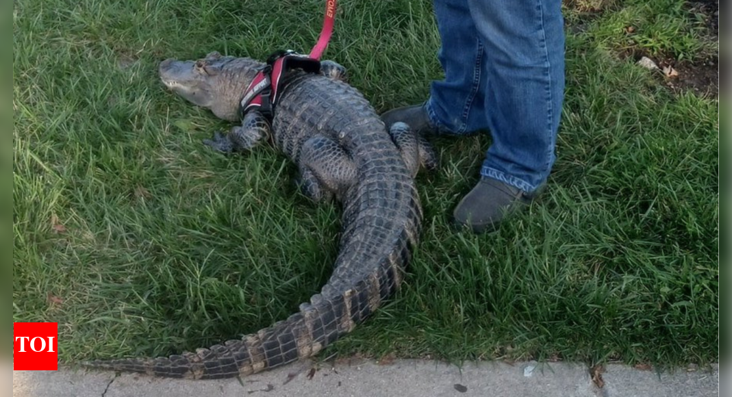 Phillies fan brings emotional support alligator to ballpark, denied ...