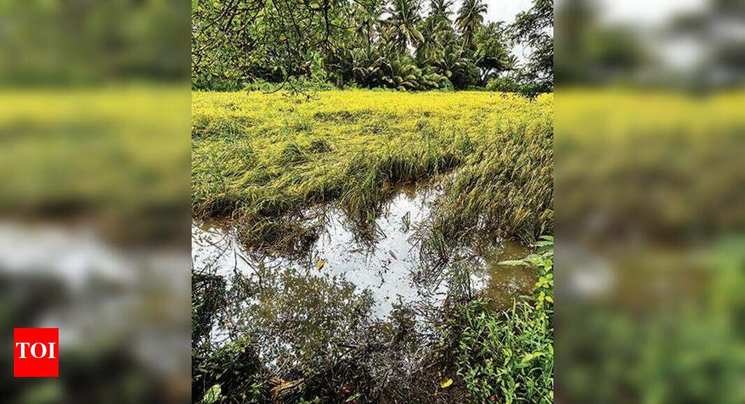 ‘Weather may cause grain fall, affect paddy harvest’ | Goa News - Times ...