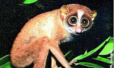 World Cup: New Study Reveals Slender Lorises As Distinct Species ...