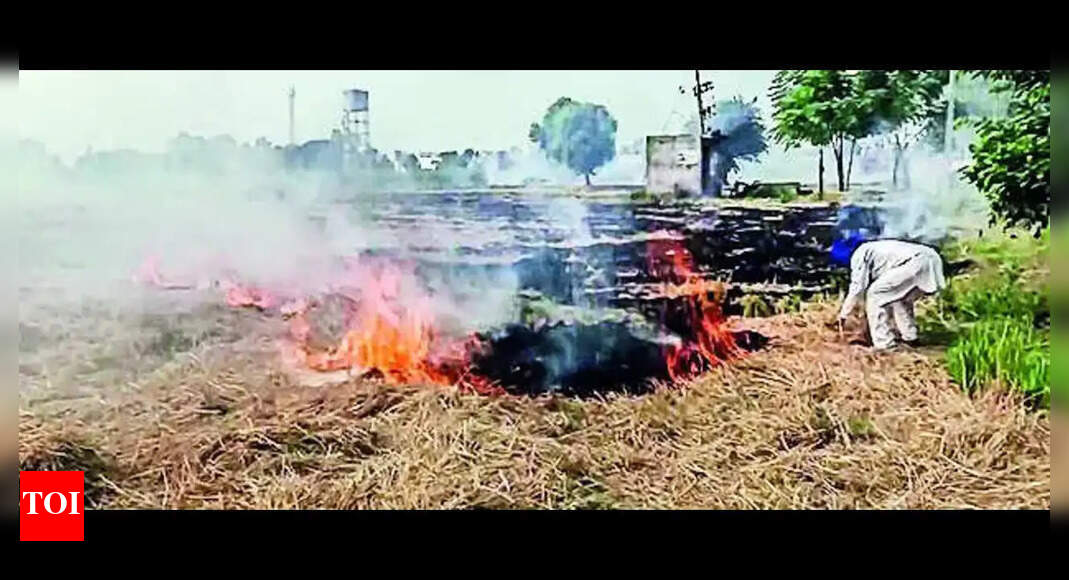 Paddy Procurement: Straw Burning Picks Up Pace, 123 In A Day ...
