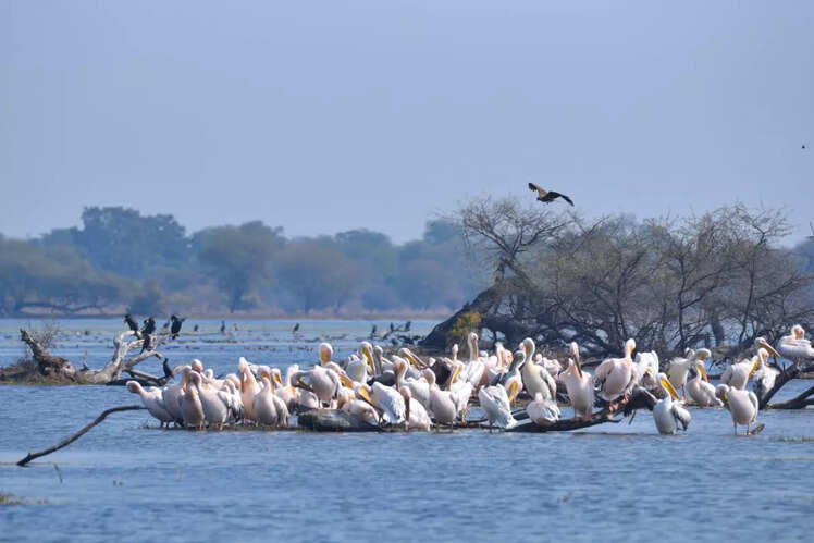 India’s most offbeat bird sanctuaries | Times of India Travel