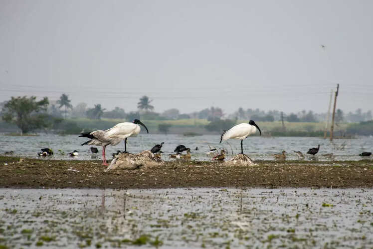 India’s most offbeat bird sanctuaries | Times of India Travel