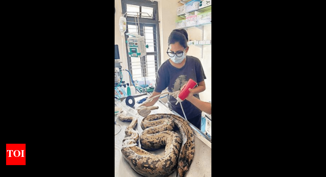 Karnataka: Constipated python goes under the knife, released ...
