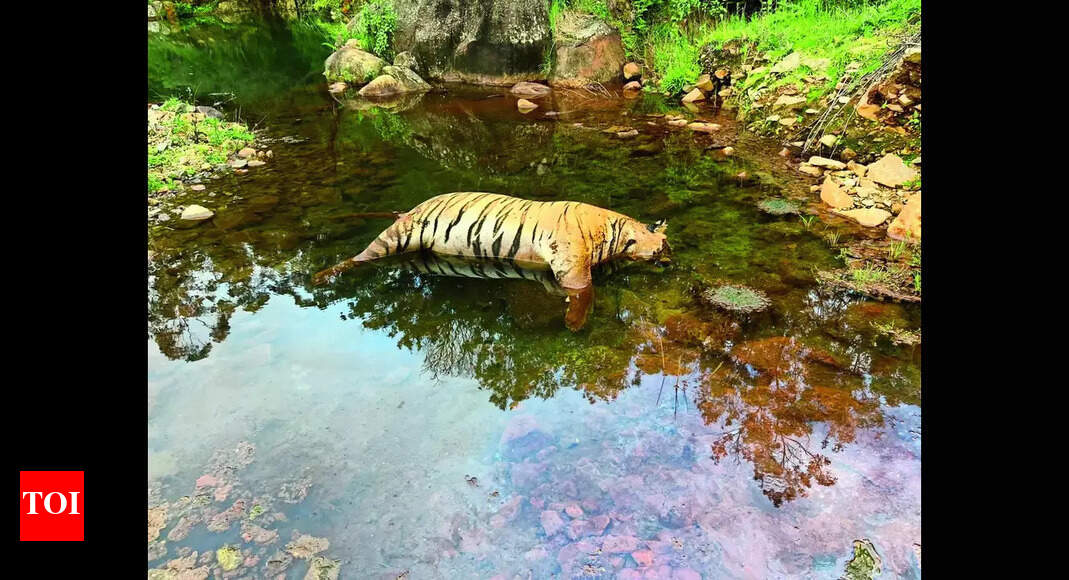 Infighting led to tiger deaths, no evidence of poaching: Minister ...