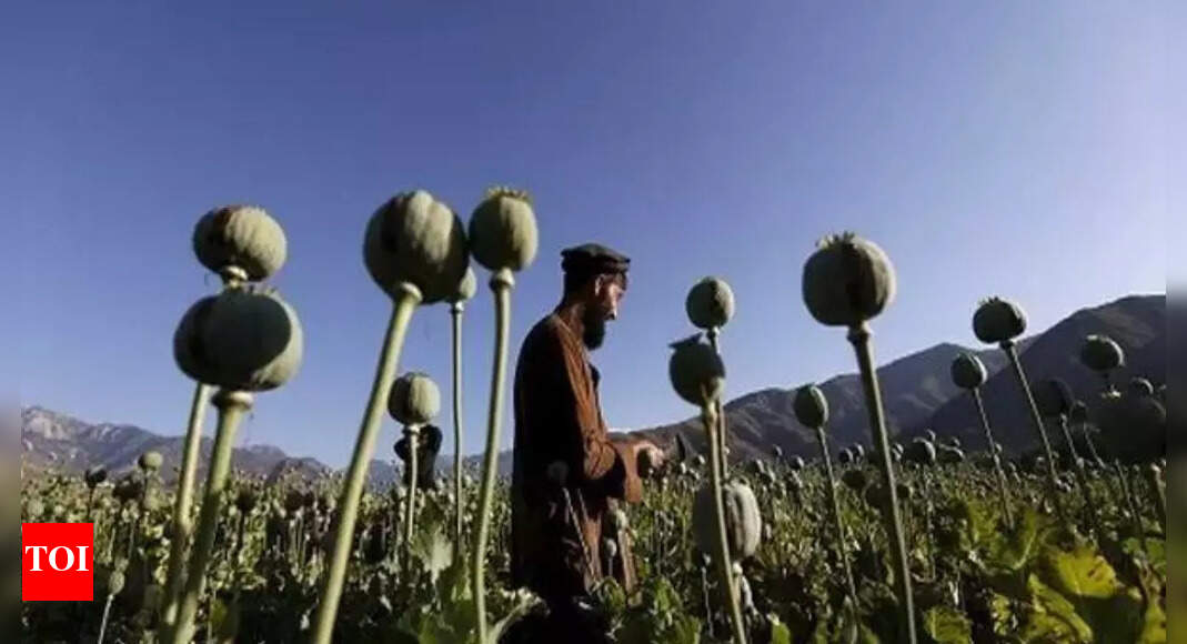 Opium cultivation in Maharashtra: 200 quintals of poppy seized from ...