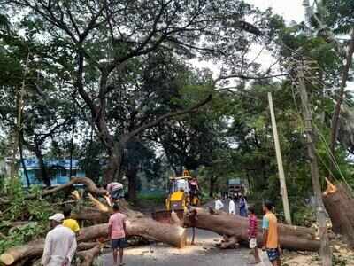 PWD trims trees at Chinchinim | Goa News - Times of India