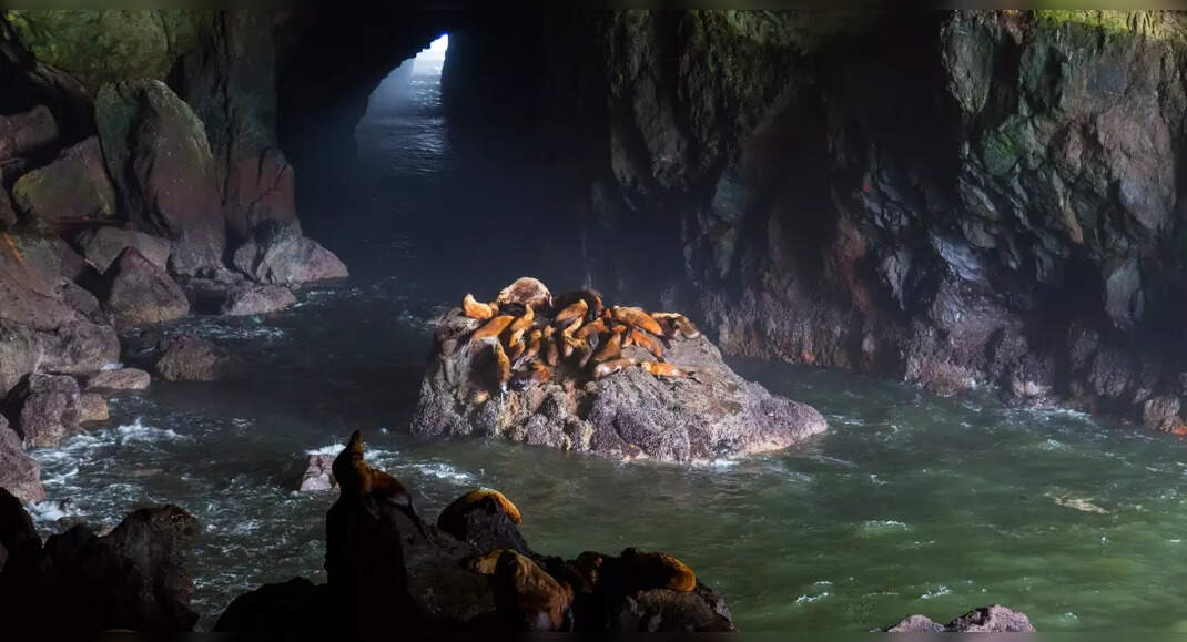 Jewel of the USA’s Oregon Coast - the Sea Lion Caves | TimesTravel