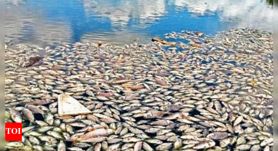 Water Contamination: Dead Fish Surface In Malad Lake, Locals Blame ...