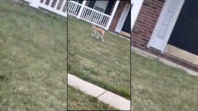 Watch: 'Momo' the monkey sparks chaos in Indianapolis after daring ...