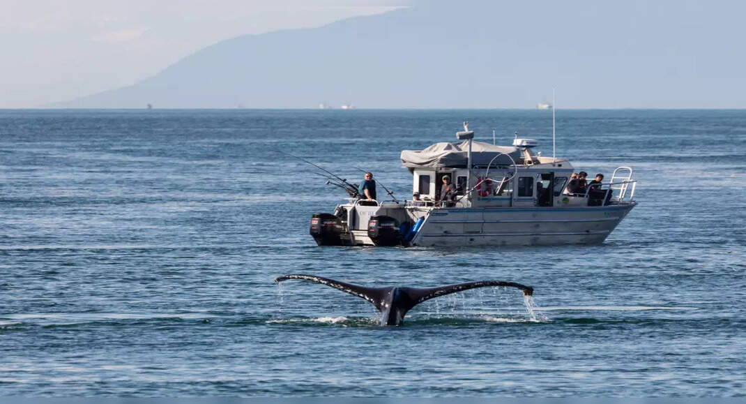 Juneau, Alaska, where whale watching is an adventure, Alaska - TimesTravel