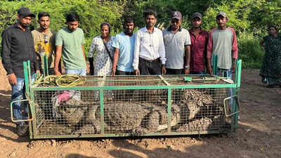 Gujarat: 13-foot-long crocodile rescued from Vadodara village | Vadodara News - Times of India