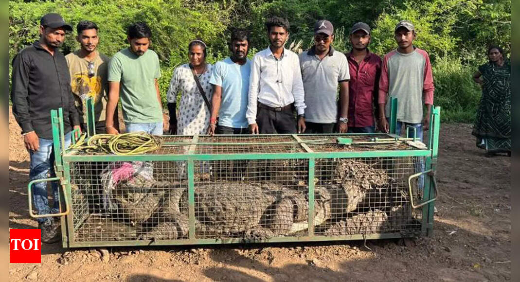 Gujarat: 13-foot-long crocodile rescued from Vadodara village ...
