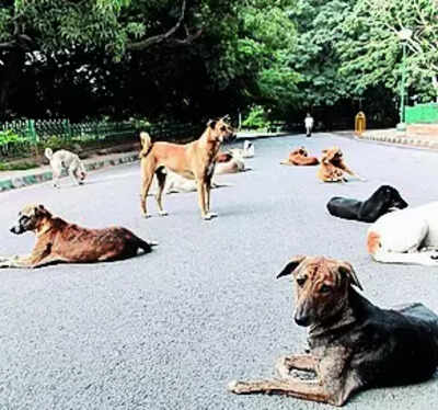 Stray Dogs: Feeding Of Strays In Public Areas ‘uncalled Sympathy’: Cj ...