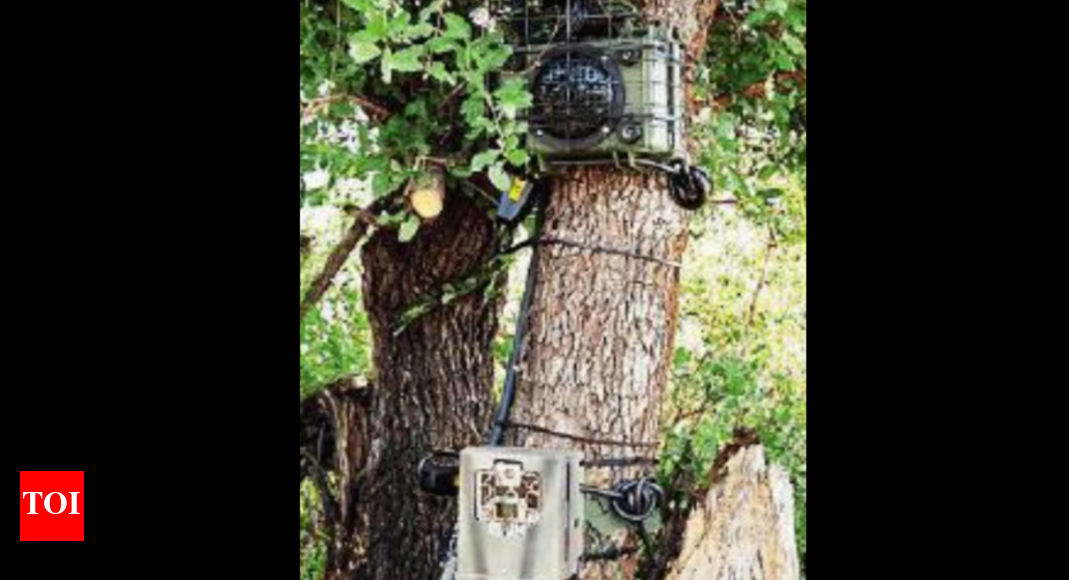 In African savannah, human voices scare mammals more than lions’ roar ...