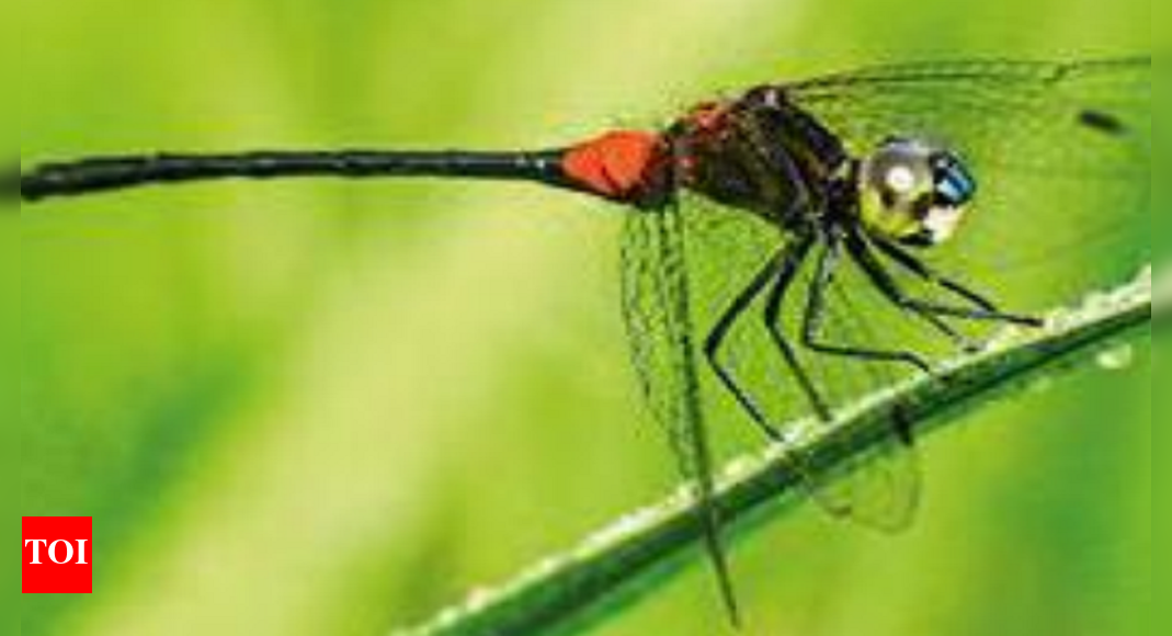 Wayanad: Kerala: New dragonfly species found in Wayanad named after ...