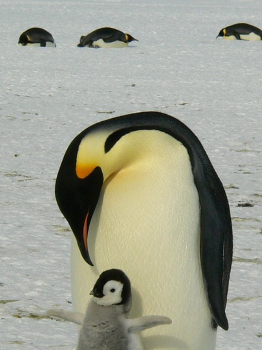 5 Best Dads of The Animal Kingdom | Times Now