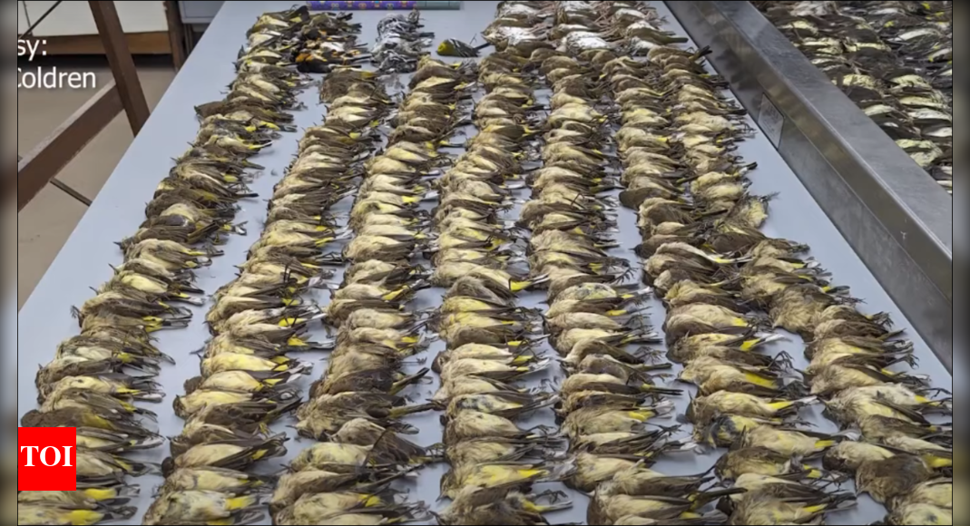 Shocking! Over 1,000 birds collide with a building in Chicago and die ...
