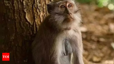 Poisoned? Nearly 100 monkeys found dead in Telangana' Siddipet village ...