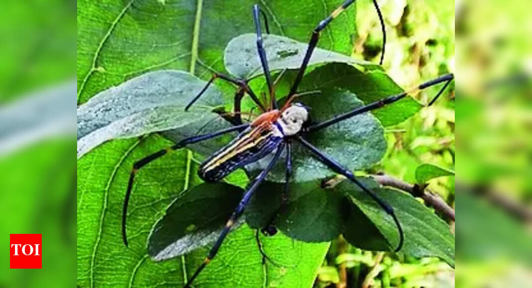 State Spider: Proposal To Declare State Spider, Snake Continues To ...