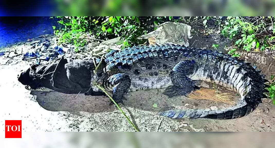 Crocodile, Rescue, Village, Wildlife, Attack: Another Huge Crocodile ...