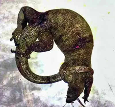 Forest Officials: Man Held For Poaching Bengal Monitor Lizard | Madurai ...