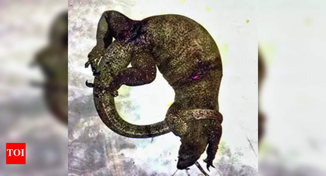 Forest Officials: Man Held For Poaching Bengal Monitor Lizard | Madurai ...
