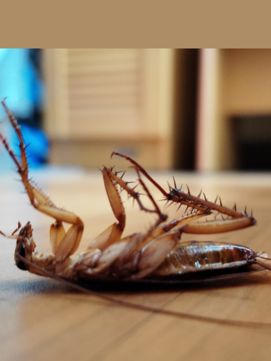8 Remedies To Get Rid Of Cockroaches In The Kitchen | Times Now