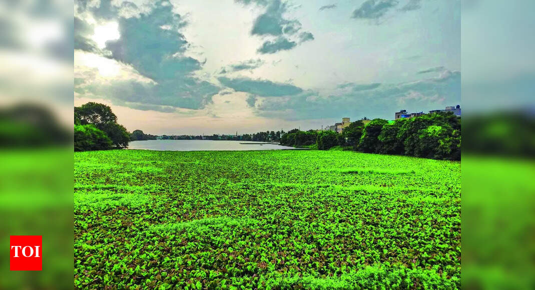 Velachery Lake: Encroachers On The Velachery Lake Stay Put Despite ...