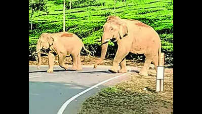 Wild Tuskers, Chase Away, Forest Department, Herd, Tea Garden: Chase ...