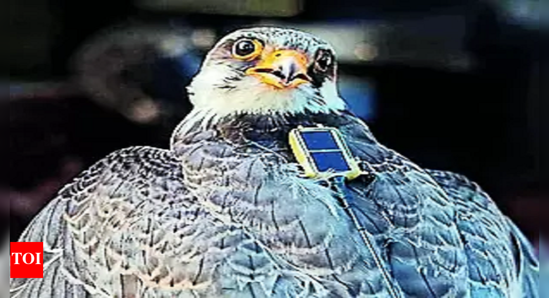 Wildlife Experts: Tamenglong Gears Up To Welcome Amur Falcons | Imphal ...