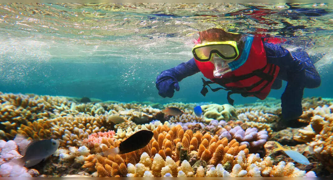 Tips for an excellent Great Barrier Reef experience | TimesTravel