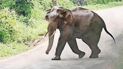 Wild tusker driven back to K'taka forests in 10-hour op | Kozhikode ...