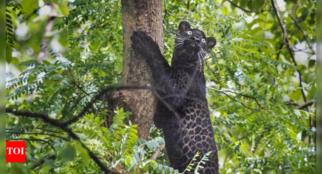 Malaysia's wildlife department to use puppies as live bait to trap ...