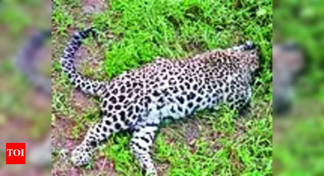 Tiger Death: Mystery Still Shrouds Tiger, Leopard Deaths | Nagpur News - Times of India