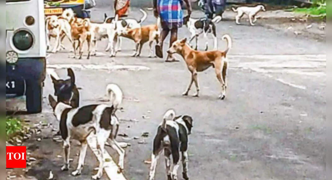 Stray Dogs: Dogs Chase, Scare School Children | Chennai News - Times of ...