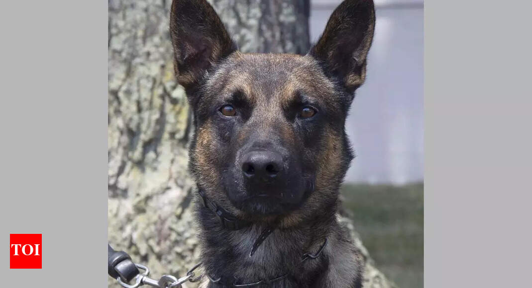 Hamas: Israeli K-9 unit saves 200 civilians, takedown Hamas terrorists ...