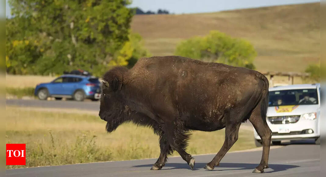 Maharashtra man killed by bison, wife gets Rs 20 Lakhs in damages ...