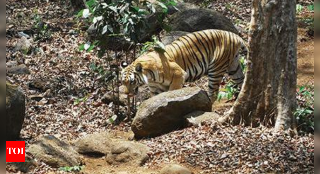 ‘Goa has to declare Mhadei sanctuary as tiger reserve’ | Goa News ...