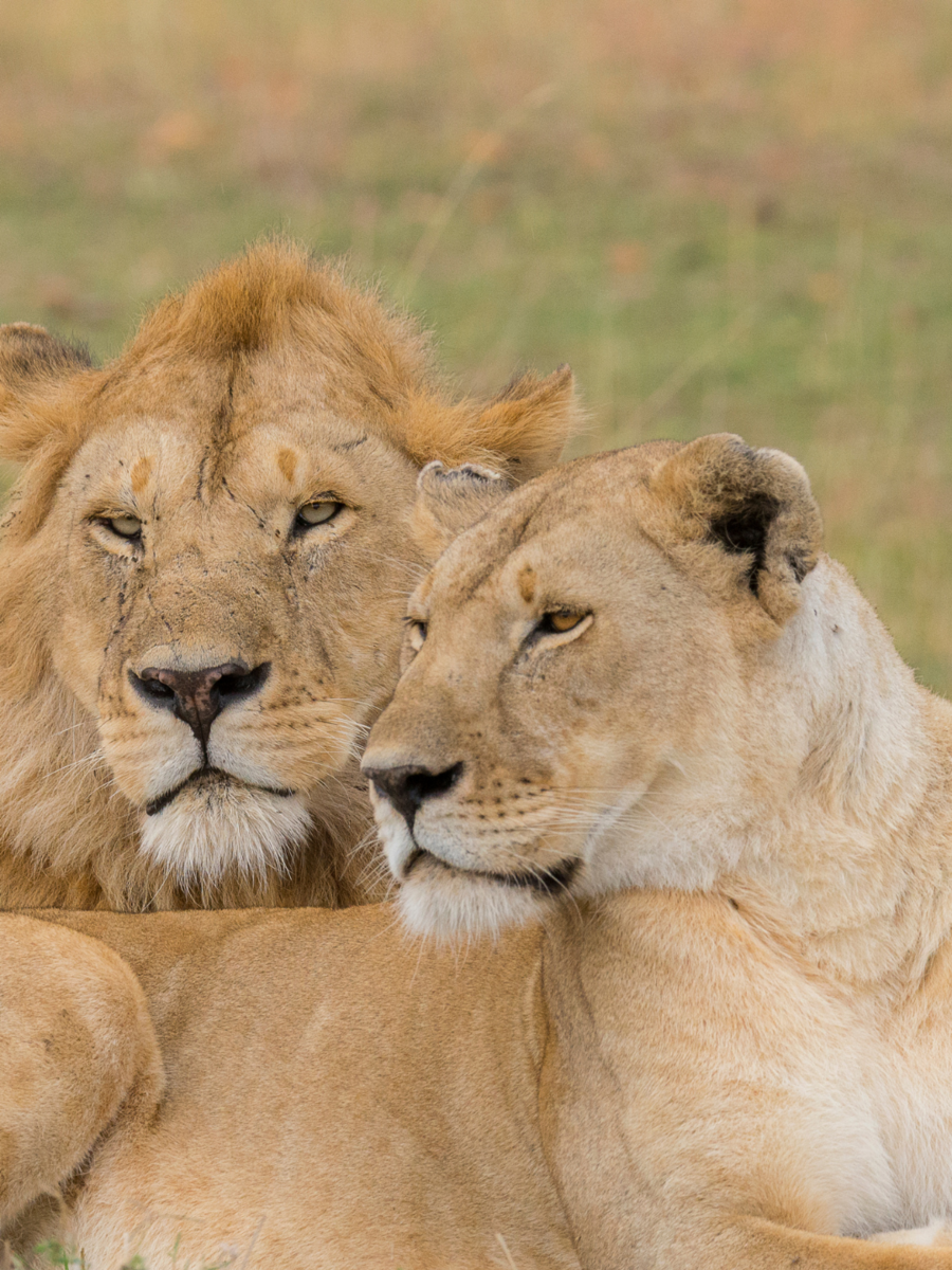 Animals that display homosexual behavior | Times of India