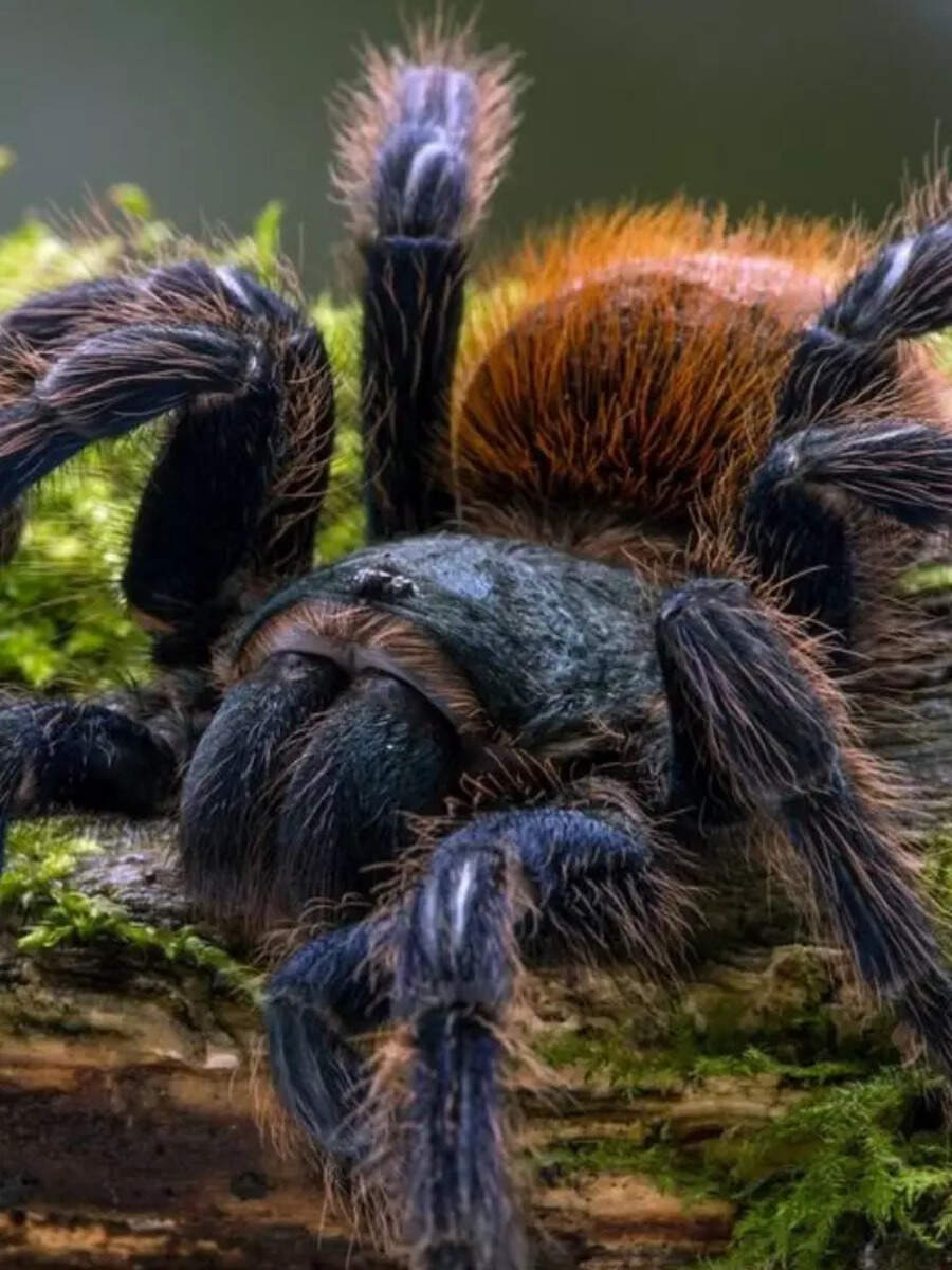 5 Rarest Animals In The World | Times Now