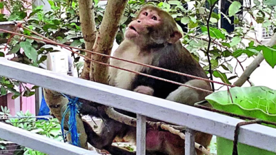 Monkey menace grows, Delhi residents seek action | Delhi News - Times ...