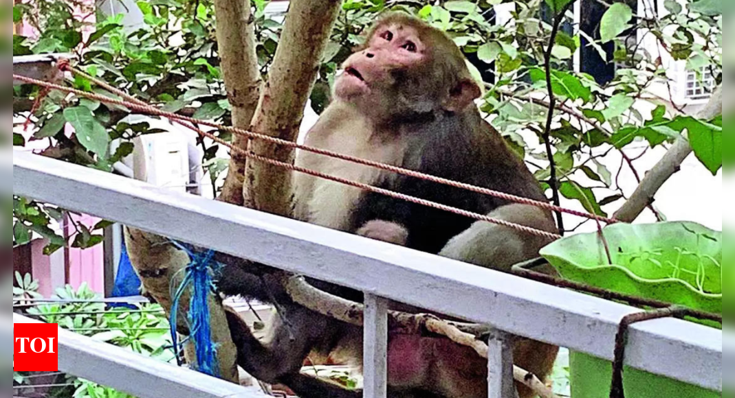 Monkey menace grows, Delhi residents seek action | Delhi News - Times ...