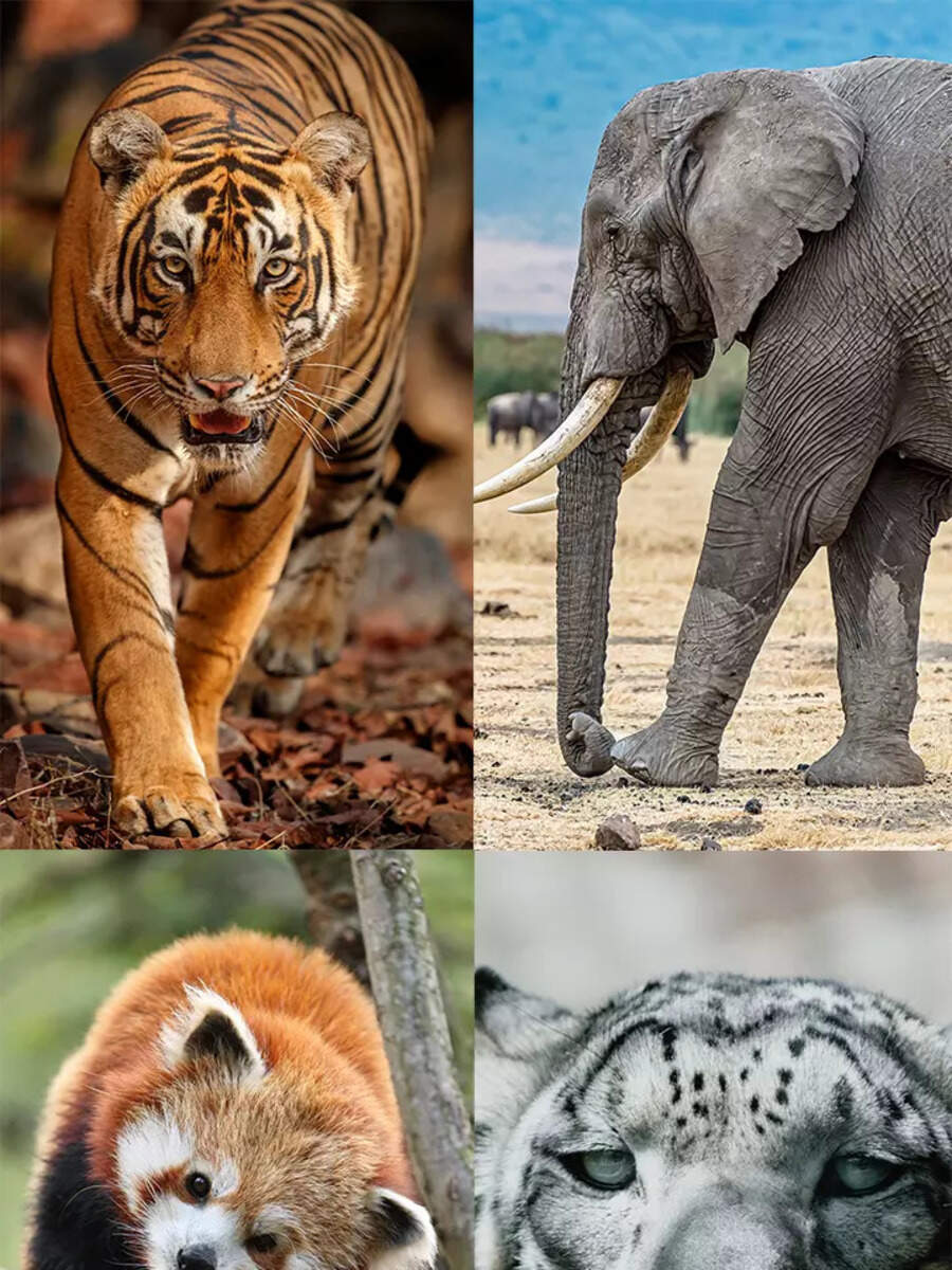 Endangered species around the globe | Times of India