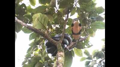 10-foot king cobra captured from tree at Keri village | Goa News ...