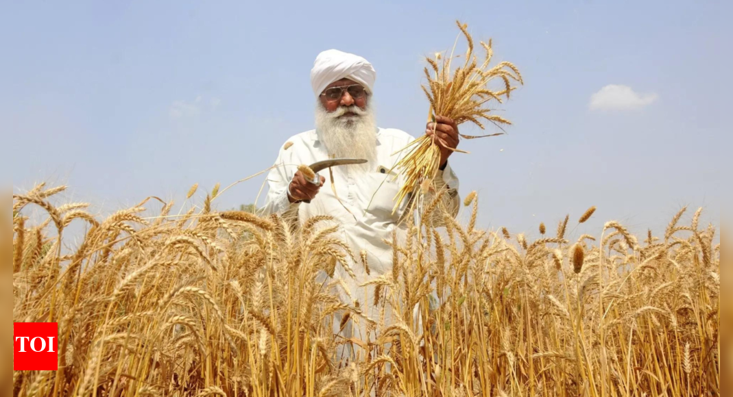 Limit open-ended procurement of rice & wheat: MSP panel | India News ...