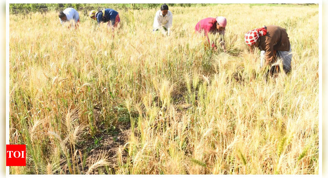 Wheat Msp Hike: Centre increases MSP of 6 rabi crops; Rs 150 hike for ...