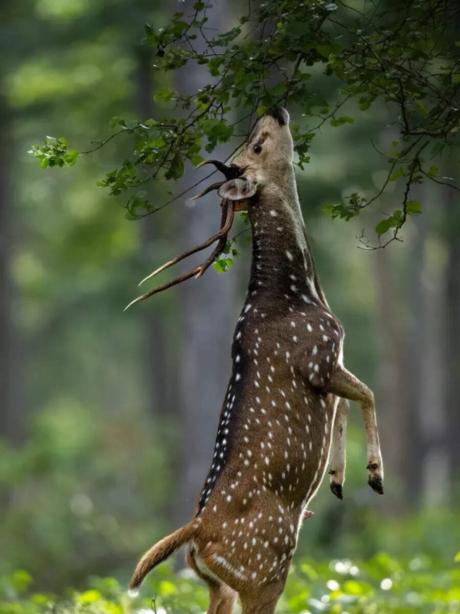 10 varieties of deer that can be called the beauty of the jungle ...